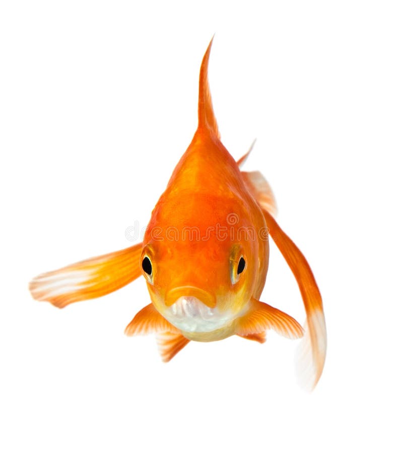 Shocked Goldfish Isolated on White Background Stock Image - Image of ...
