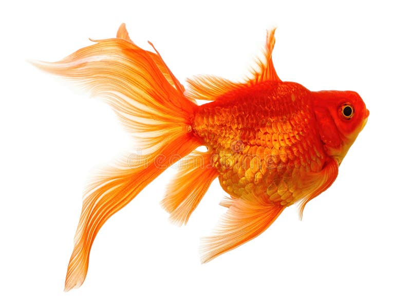 Goldfish on White stock photo. Image of marine, little - 191834656