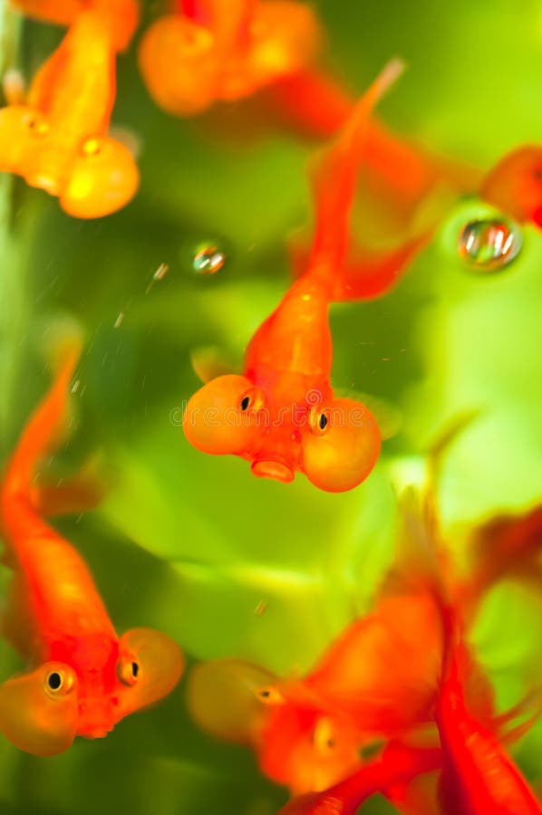 Poisson Rouge Avec Un Oeil De Bulle Image stock - Image du bocal ...