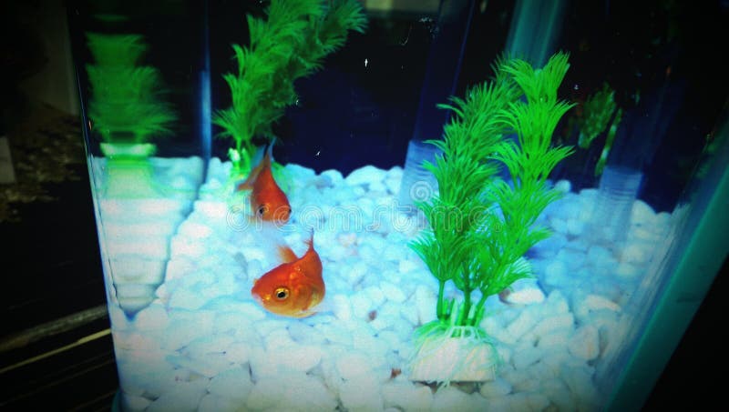 Goldfishes having fun stock image. Image of gold, aquarium - 74915035