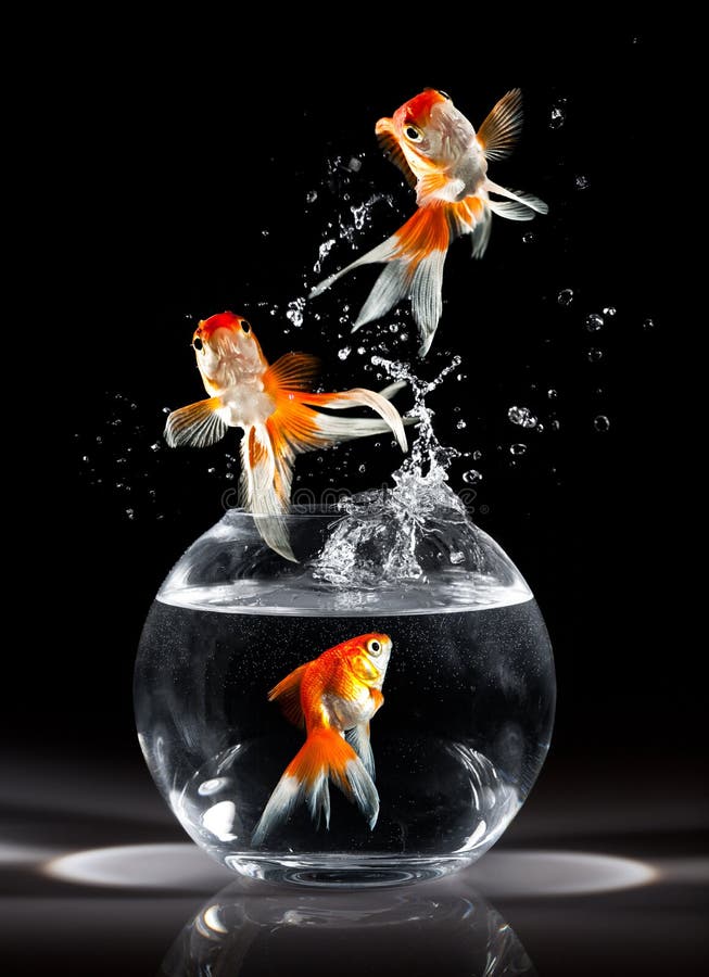 Collection of Goldfish Jump Photos, Illustrations - Dreamstime ID:5829