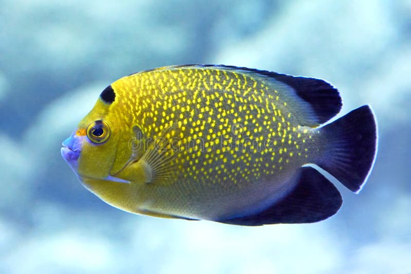 Goldflake Angelfish (Apolemichthys Xanthopunctatus) Stock Image - Image ...