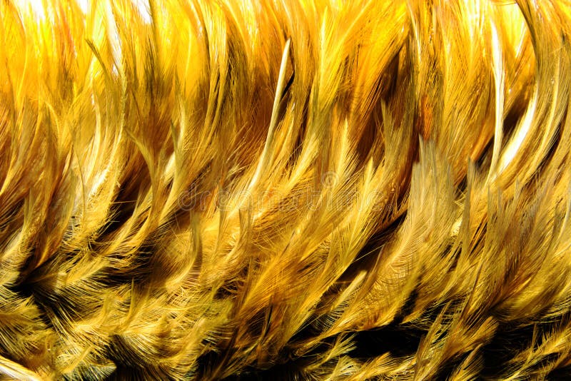 Goldfur from feather stock image. Image of chilean, brown - 53893517