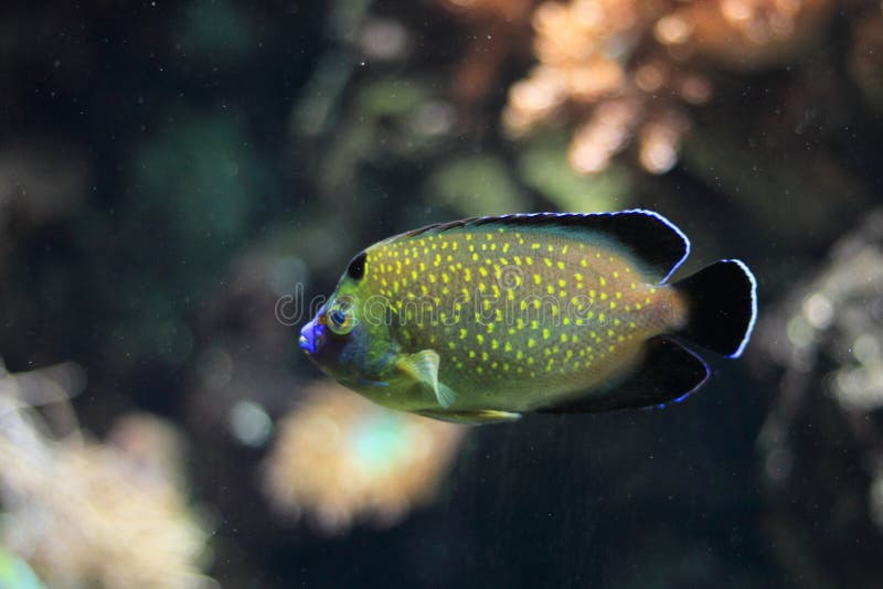 Apolemichthys Xanthopunctatus Stock Photos - Free & Royalty-Free Stock ...