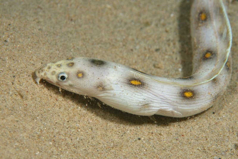 Goldspotted eel - Bonaire stock image. Image of tropical - 19280911