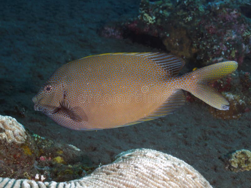 Goldspotted spinefoot stock image. Image of undersea - 67340643