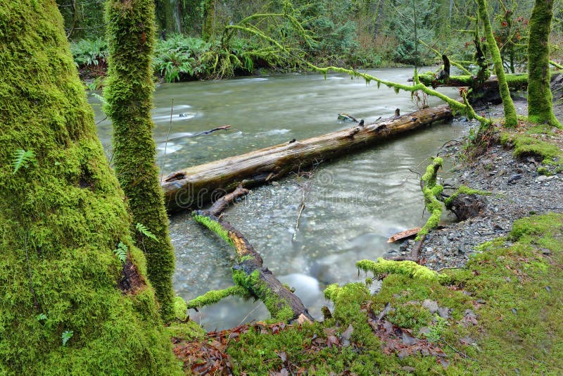 Goldstream-Park, Victoria, BC Stockbild - Bild von herbst, insel: 66407101