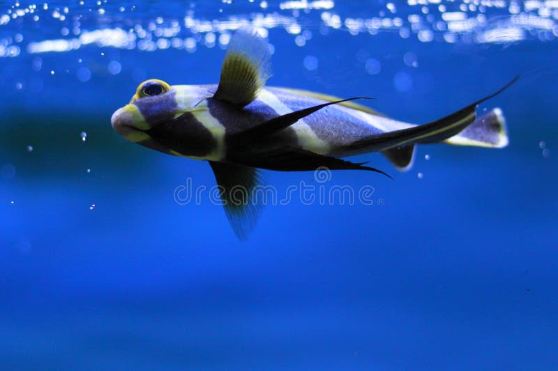 Goldtail angelfish stock photo. Image of chrysurus, fish - 13200128