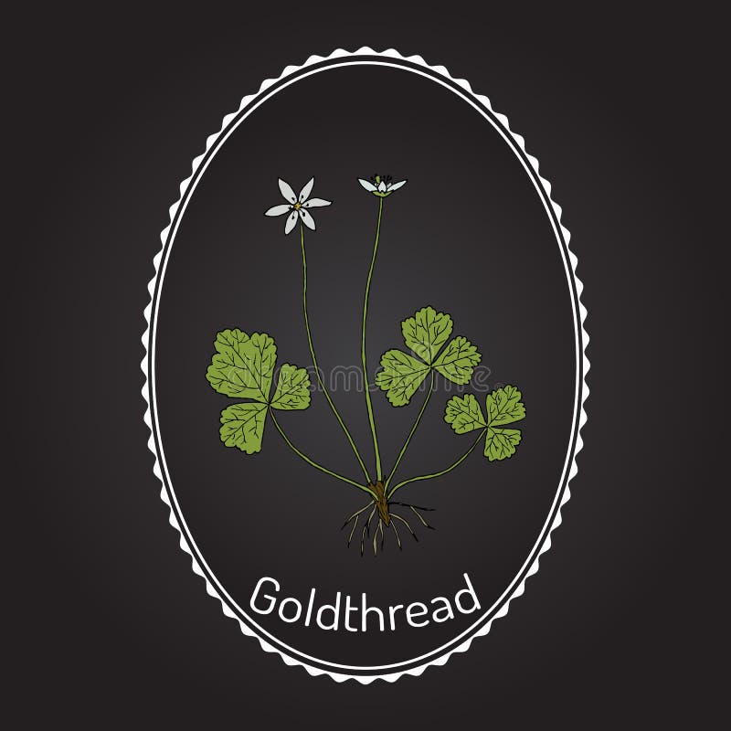 Chinese Goldthread Coptis Chinensis , Medicinal Plant Stock Vector ...