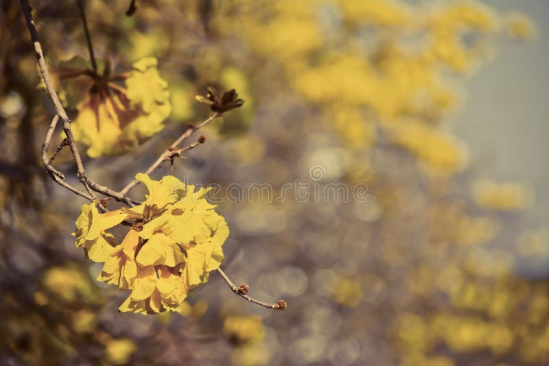Close-up Goled Tree Flower (yellow Pui) Stock Photo - Image of closeup ...
