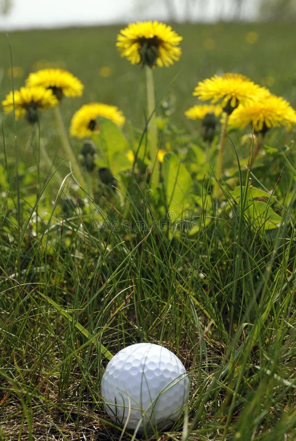 12+ Golf ball flowers Free Stock Photos - StockFreeImages