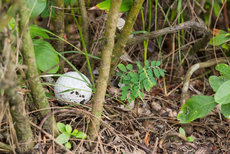 Golf ball in the bush stock image. Image of long, game - 33182069