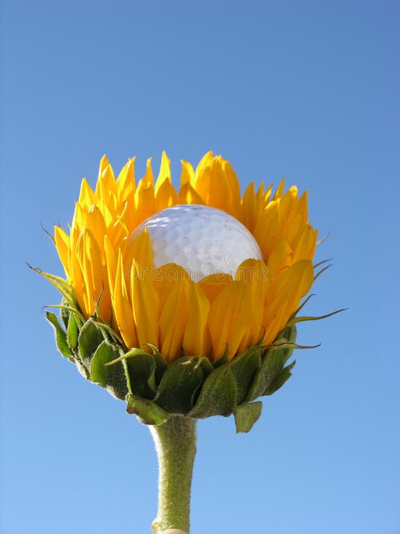 Golf ball eater stock photo. Image of golf, sunflower, outdoors - 172778