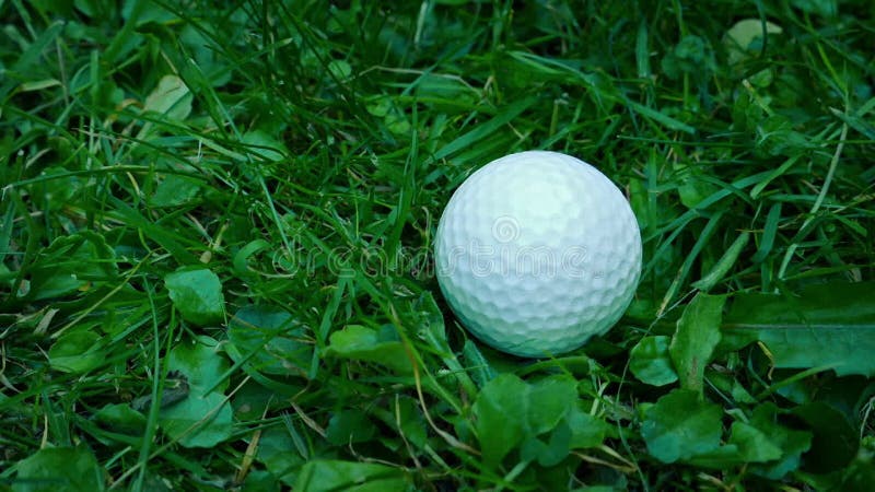 Golf Ball Lands in the Rough Outside Course Stock Video - Video of ...