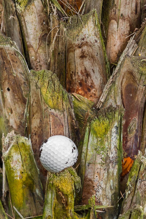 Golf Ball Stuck on Palm Tree Stock Image - Image of horizontal, drop ...