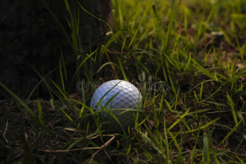 The Golf Ball Fell at the Base of a Tree, Creating an Obstacle for ...