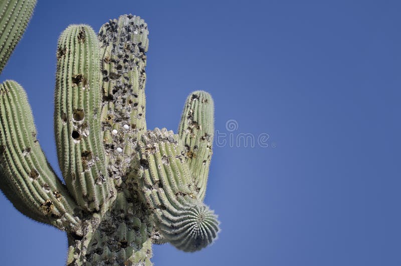 Golf Balls Shot into Saguaro Cactus Tree Stock Image - Image of ...