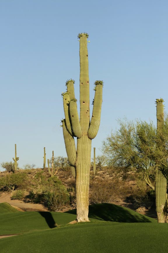 Golf Course Cactus stock photo. Image of desert, arizona - 1233538