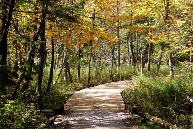 Golf Cart Path in Autumn stock photo. Image of orange - 16433824