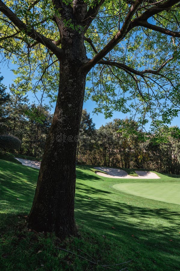 Golf Course Landscape with Short Green Grass, Some Hills and Trees ...