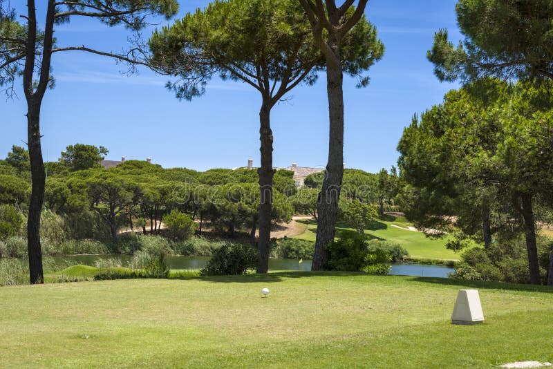 Golf Course between Pine Trees without Players Stock Photo - Image of ...