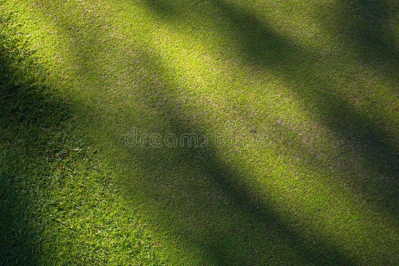 Golf Course, Shadows from Trees on the Grass. Green Grass. Background ...
