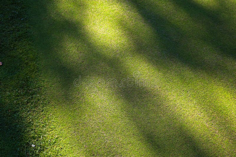 Golf Course, Shadows from Trees on the Grass. Green Grass. Background ...