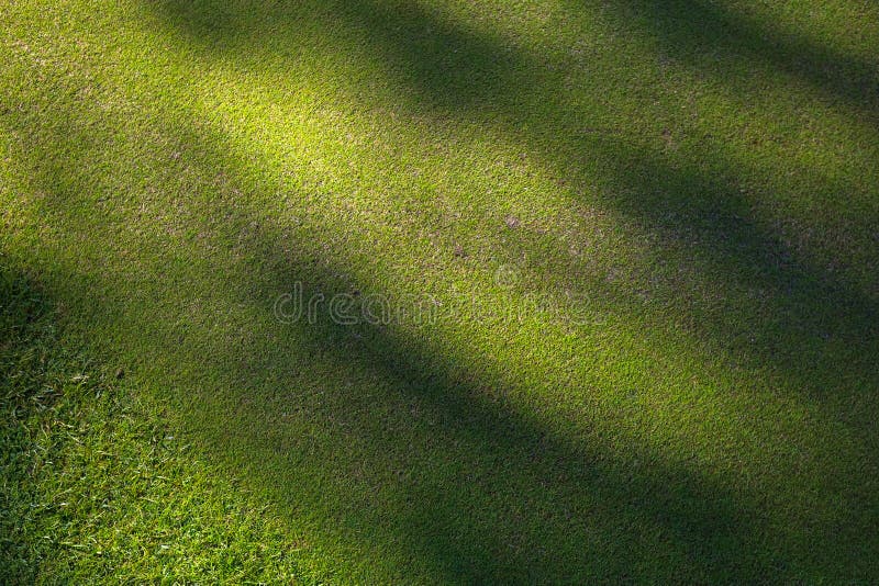 Golf Course, Shadows from Trees on the Grass. Green Grass. Background ...