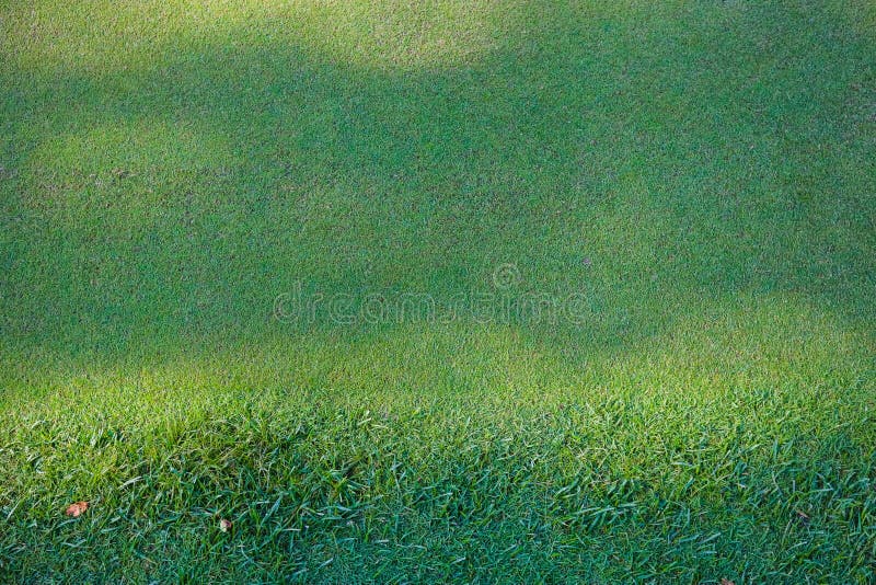 Golf Course, Shadows from Trees on the Grass. Green Grass. Background ...