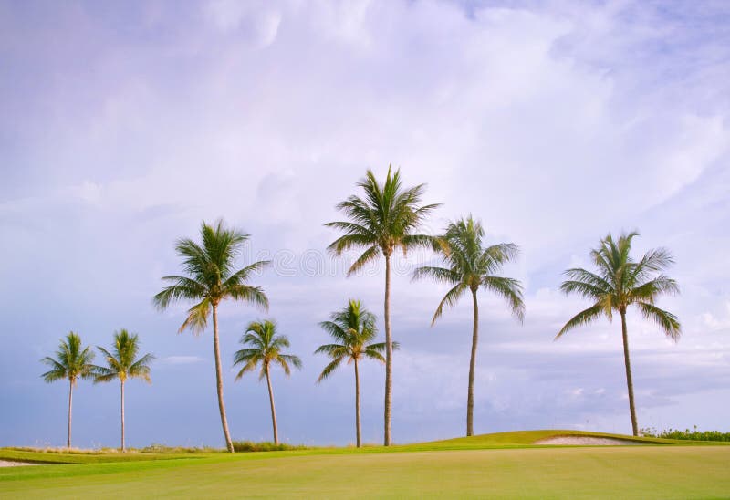 Golf Course Sunset with Tropical Palm Trees Stock Image - Image of ...