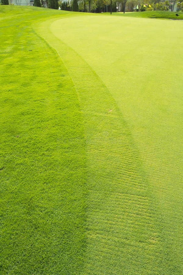 Golf grass field stock photo. Image of sport, golf, cutting - 11344726