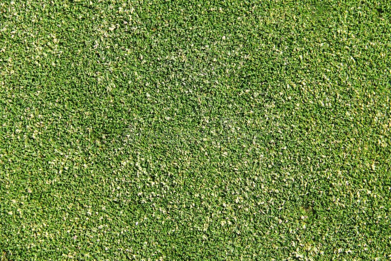 Golf green stock image. Image of backdrop, plant, perfection - 42894133