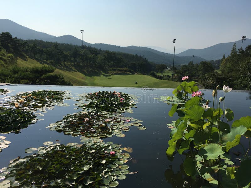 Golf green view stock image. Image of golf, view, beautiful - 136609449