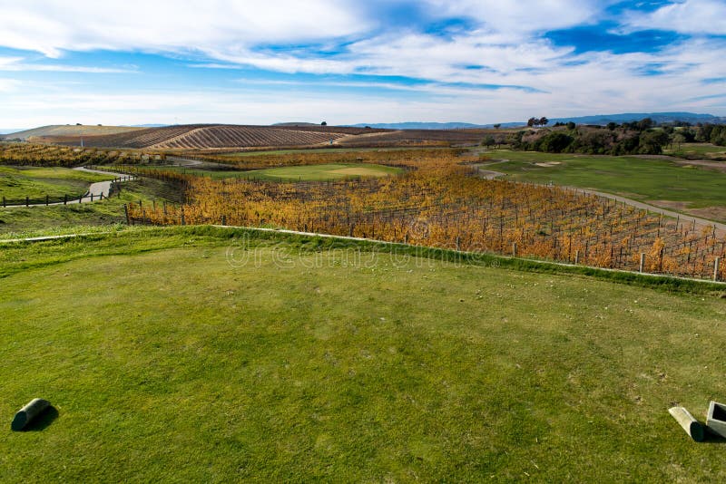 Golf Tee and Green with Grapes on the Vine between Stock Photo - Image ...