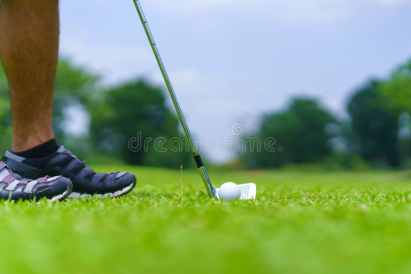 Golfer Putt Golf Ball into Hole on the Green at Golf Course Stock Photo ...