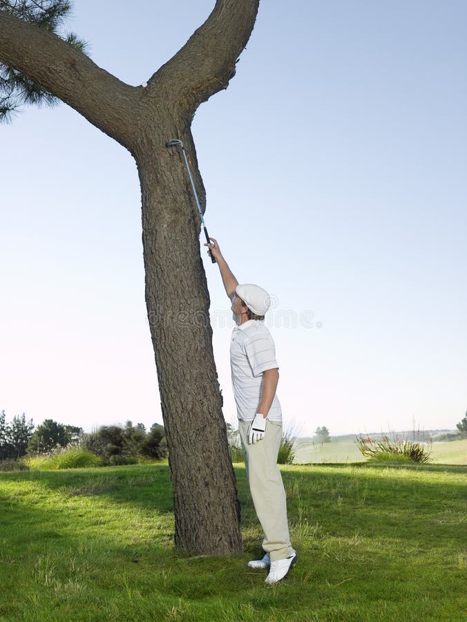 Golfer Retrieving Ball from Tree Stock Photo - Image of golf ...