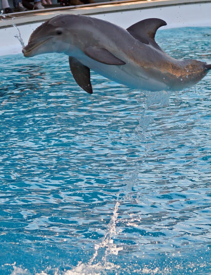 Golfinho imagem de stock. Imagem de golfinho, peixes, sorriso - 1456139