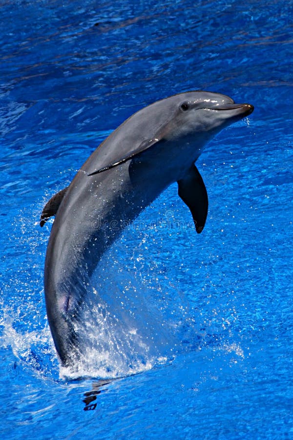 Golfinho foto de stock. Imagem de nave, aletas, wildlife - 32047330