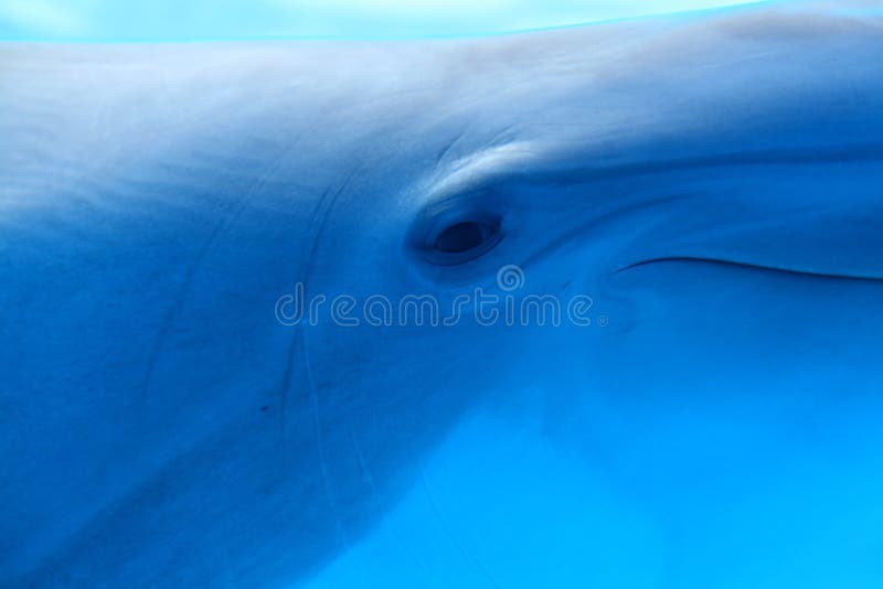 Golfinho Azul (moorii De Cyrtocara) Imagem de Stock - Imagem de malavi ...