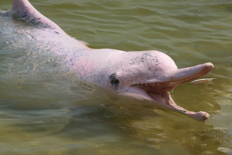 Golfinho Rosa Na Amazônia Do Rio Negro Brasileiro Amazonas Brasil Foto ...