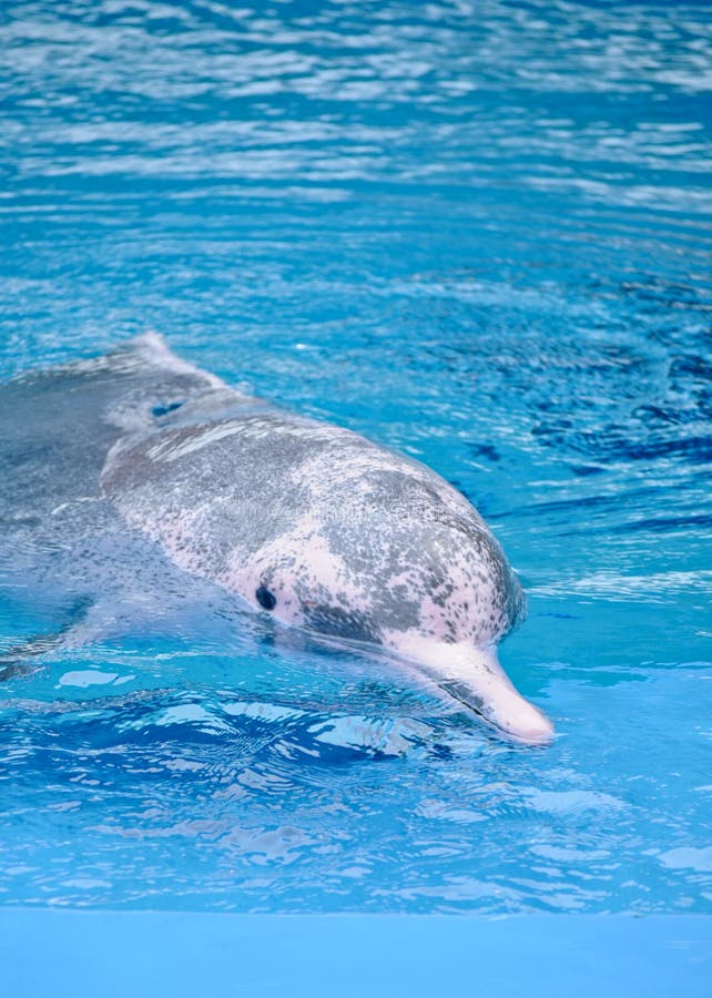 887 Golfinho Cor De Rosa Fotos - Fotos de Stock Gratuitas e Fotos ...