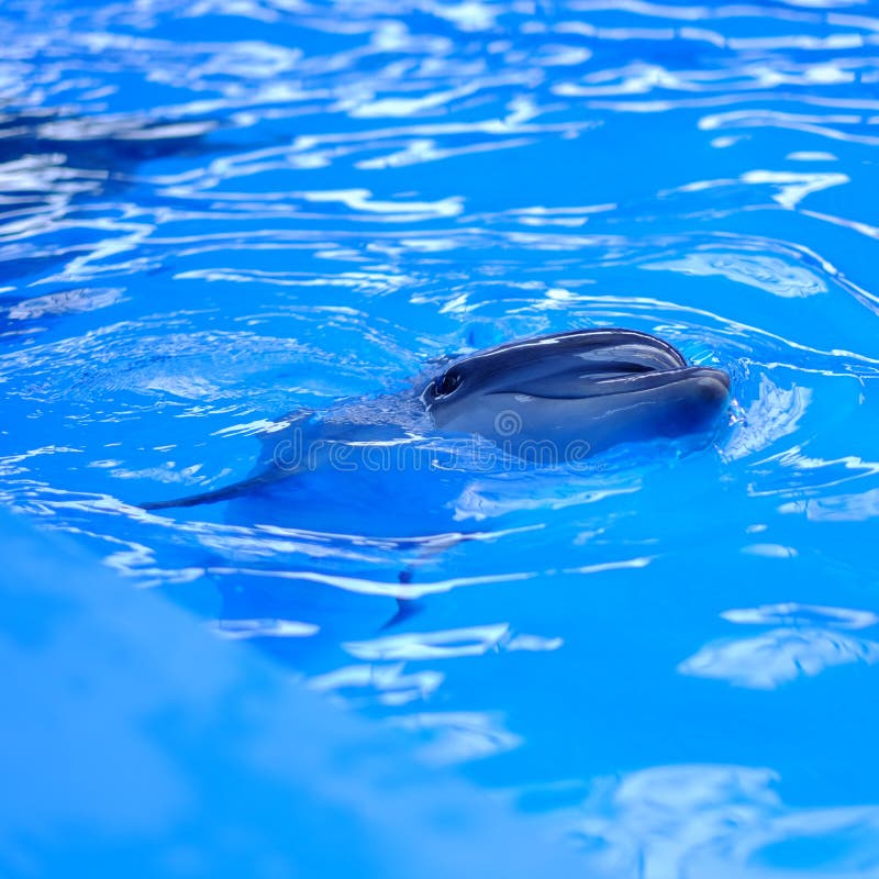 Golfinho na água azul foto de stock. Imagem de vida, aleta - 80215274
