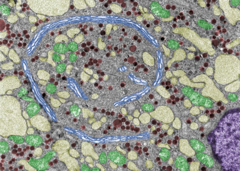 Golgi Apparatus. Gonadotropic Cell. TEM Stock Photo - Image of ...