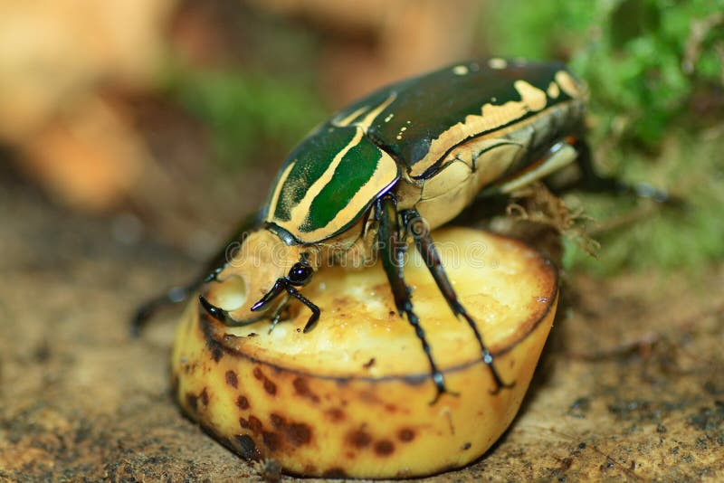 Goliath beetle stock photo. Image of invertebrate, fauna - 2941604