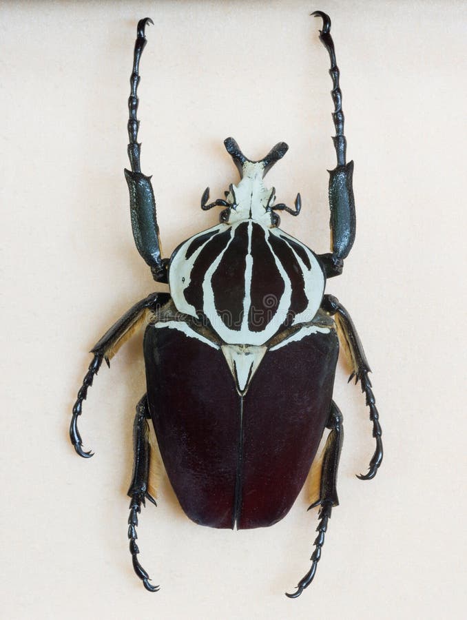 Goliath beetle stock photo. Image of animal, nice, beetle - 2608226