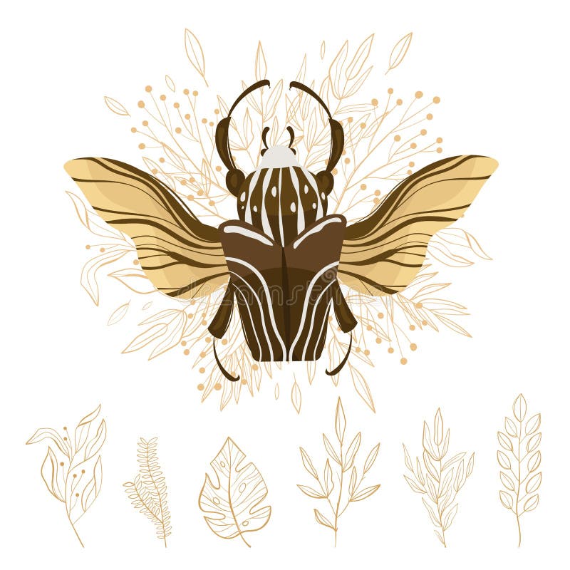 Goliath Beetle Goliathus Cacicus Stock Illustration - Illustration of ...