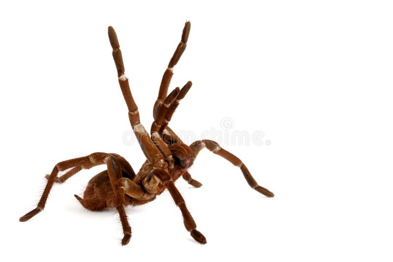 Goliath Bird Eater Tarantula Imagen de archivo - Imagen de goliat ...