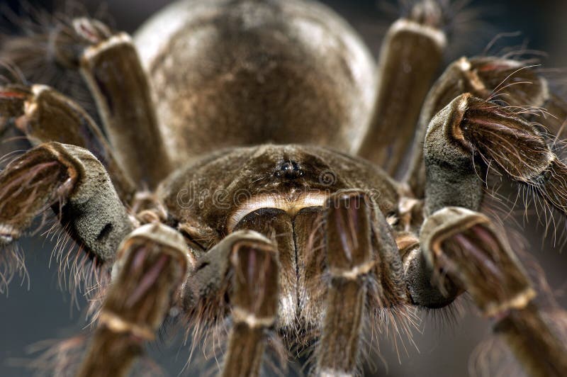 Goliath Bird-Eating Tarantula Stock Photo - Image of eight, scary: 7293498