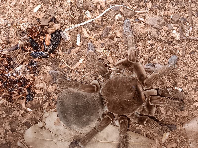 Goliath Birdeater stock image. Image of sand, soil, tree - 340891429