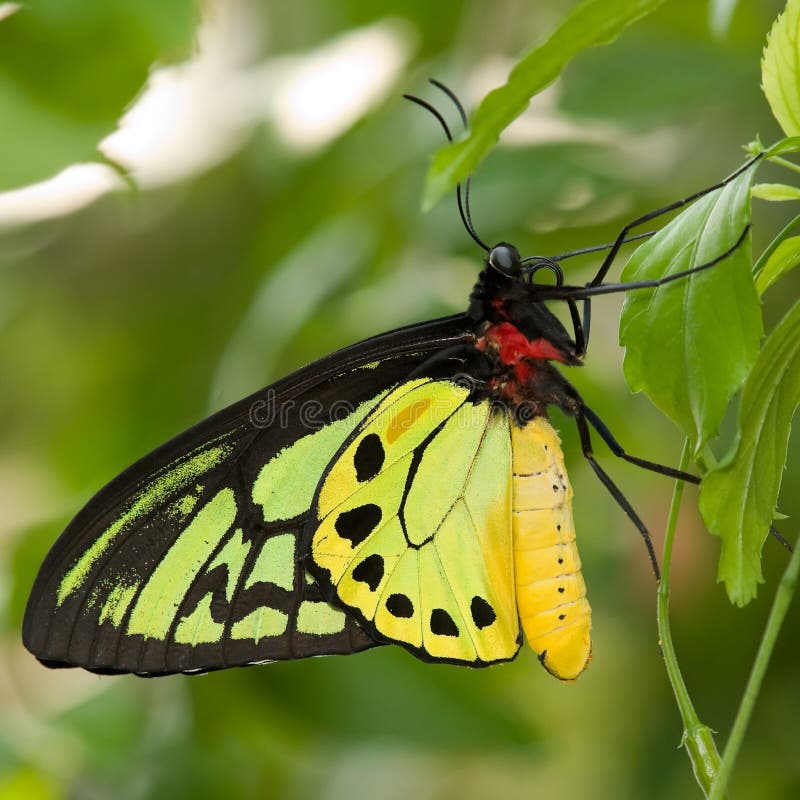 Goliath Birdwing Butterfly stock photo. Image of folded - 5866528